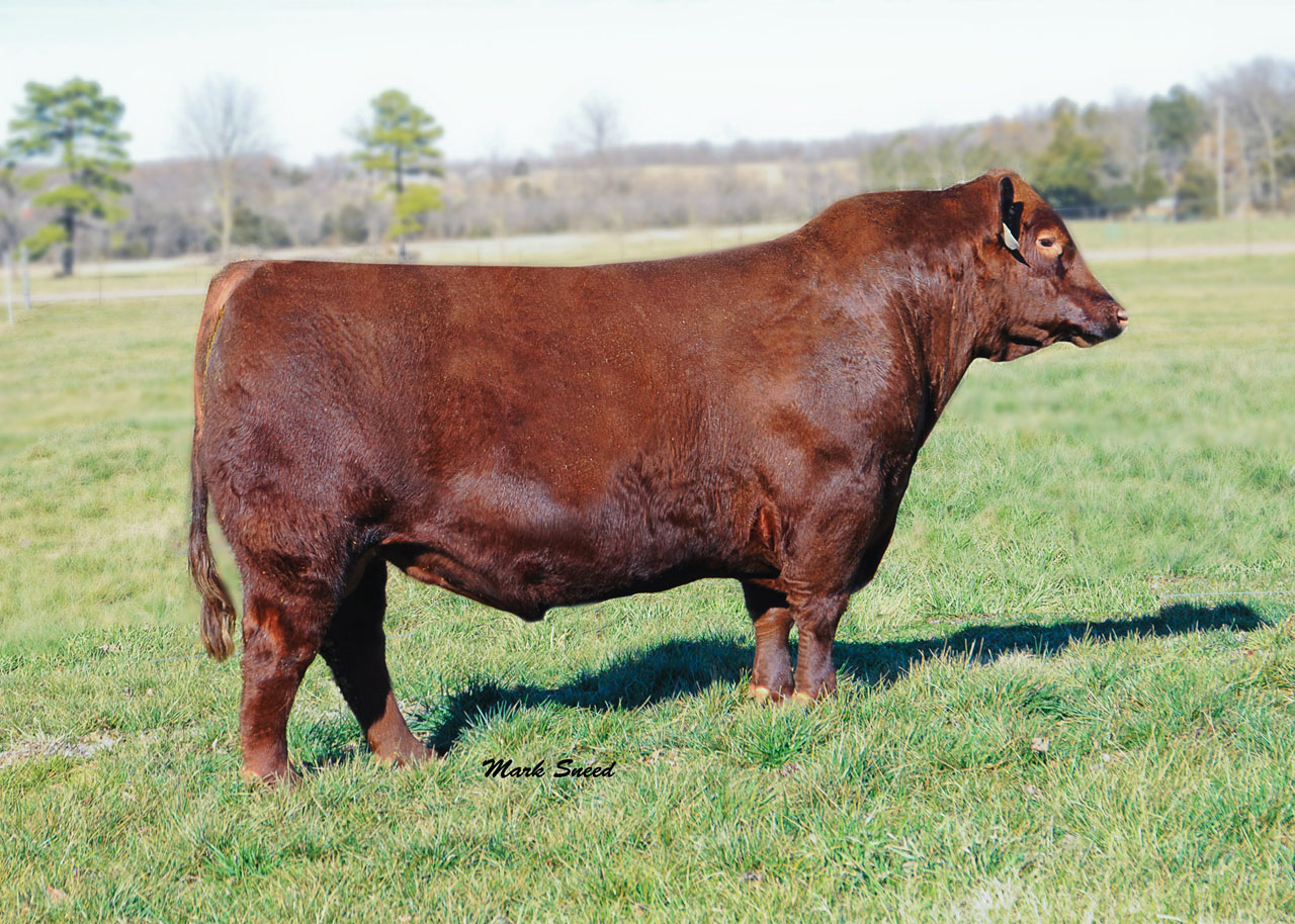 Red Angus - GENEX domina ranking de registros - Assessoria Animal