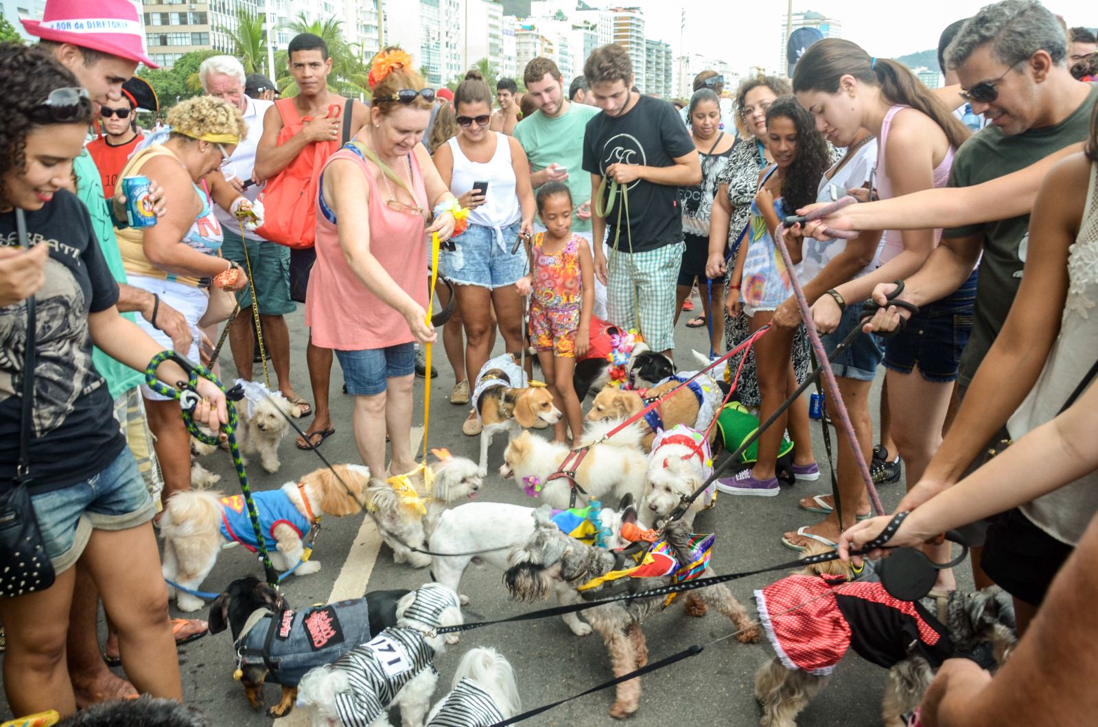 Carnaval Pet: saiba quais são os cuidados com os animais nas festas ...